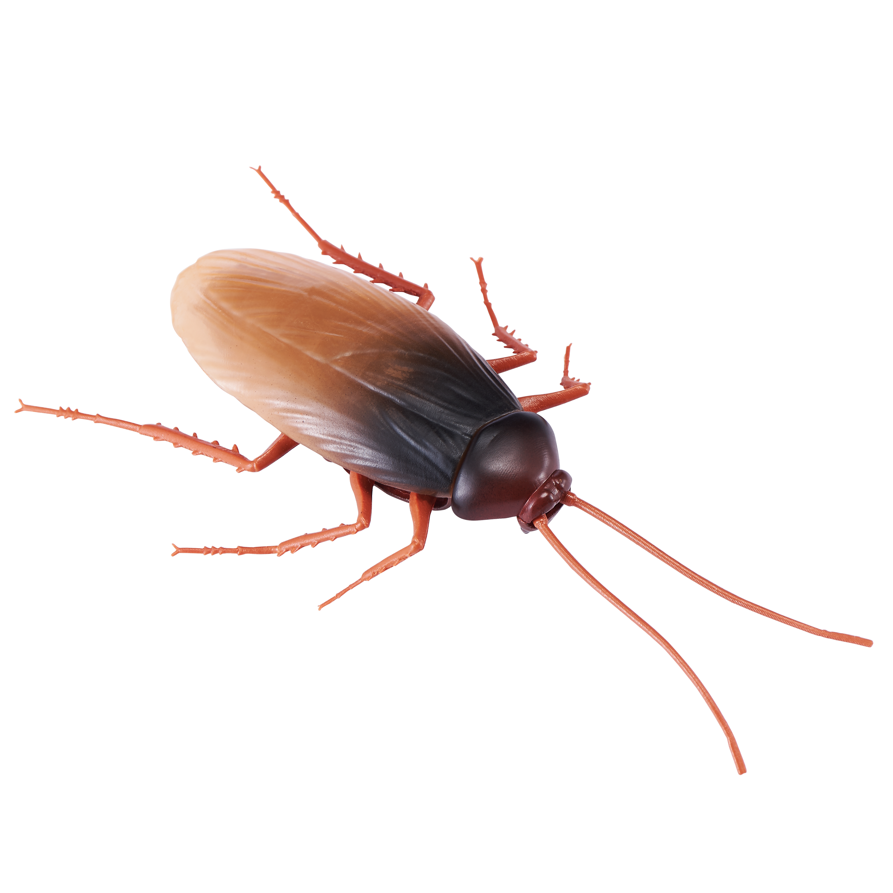 Robo Alive Crawling Cockroach Battery-Powered Robotic Toy by ZURU ...