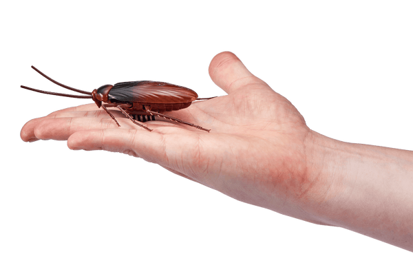 Robo Alive Crawling Cockroach Battery-Powered Robotic Toy by ZURU ...